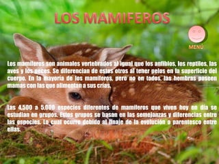 "Conociendo Los Animales Mamiferos" | PPT