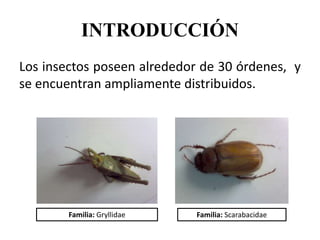 COLECTA E IDENTIFICACIÓN DE LOS INSECTOS ASOCIADOS AL RECINTO “EL ...