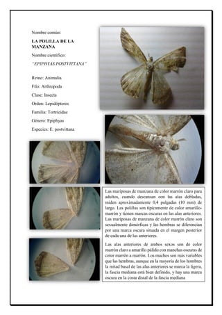 Proyecto de Alas | PDF