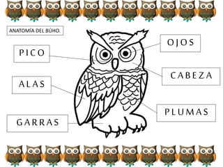 Proyecto búhos | PPT