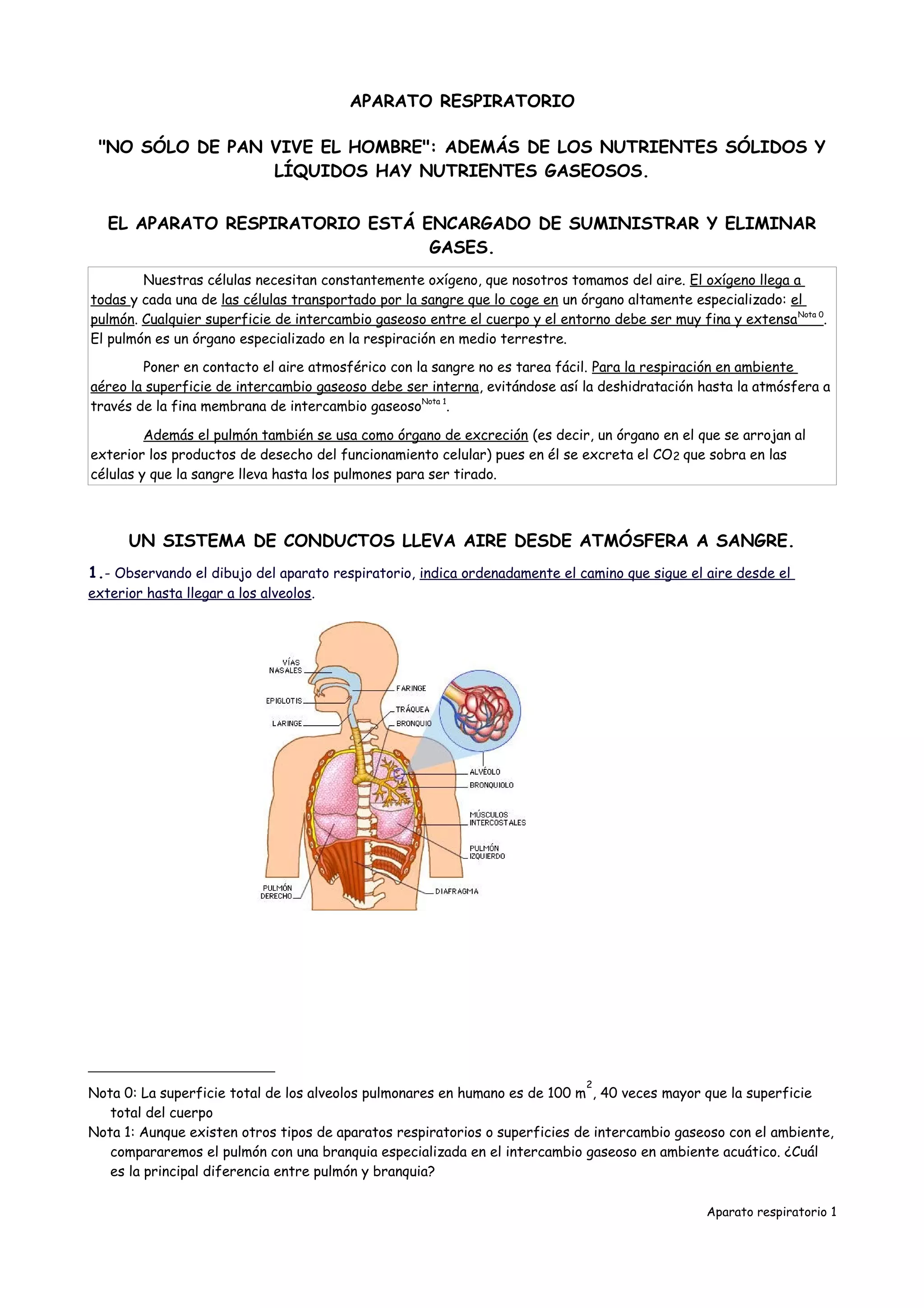 Proyecto biosfera aparato respiratorio | PDF