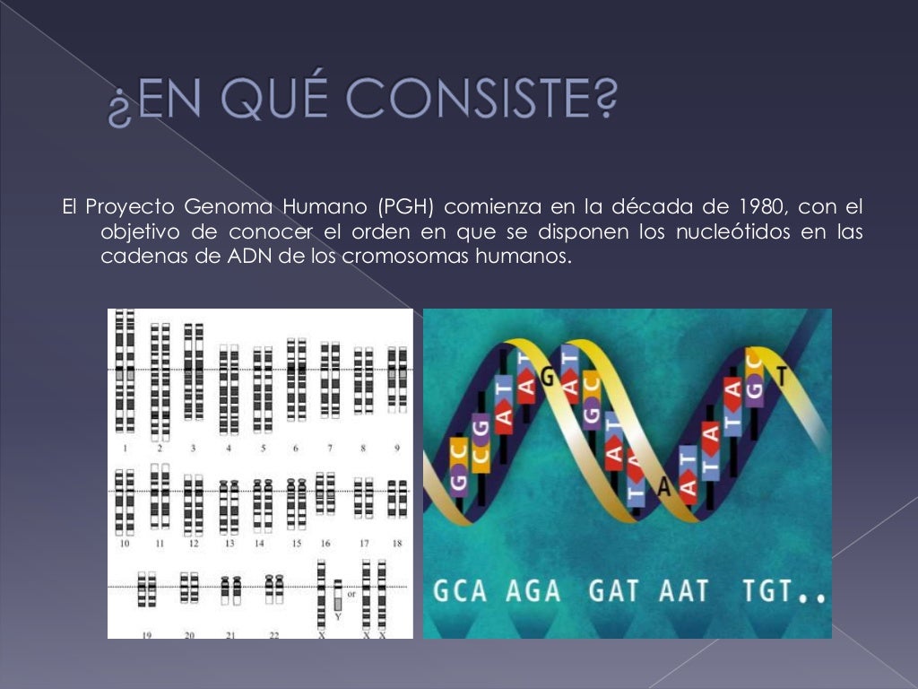 Proyecto genoma humano.ppt