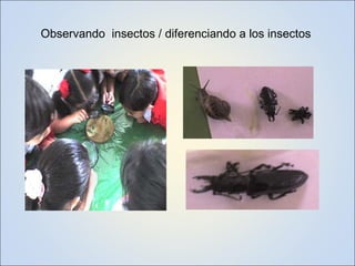 Proyecto Los Insectos | PPT