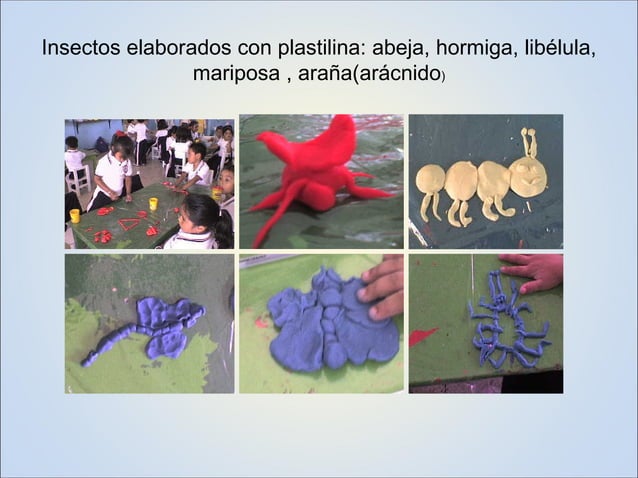 Proyecto Los Insectos | PPT