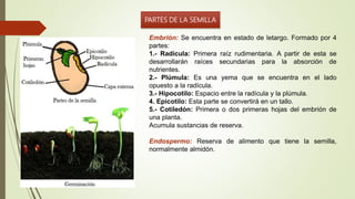 Proyecto maiz | PPT