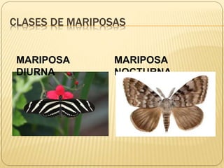 Proyecto mariposas | PPTX
