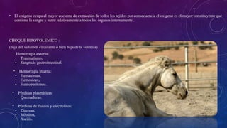 COLICO EN CABALLOS | PPTX