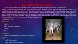 COLICO EN CABALLOS | PPTX