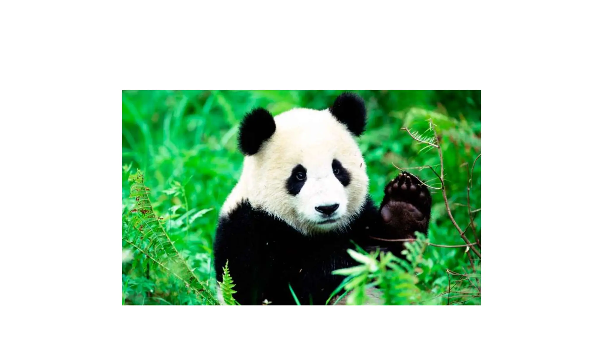 Oso Panda information everything that you need know | PPT
