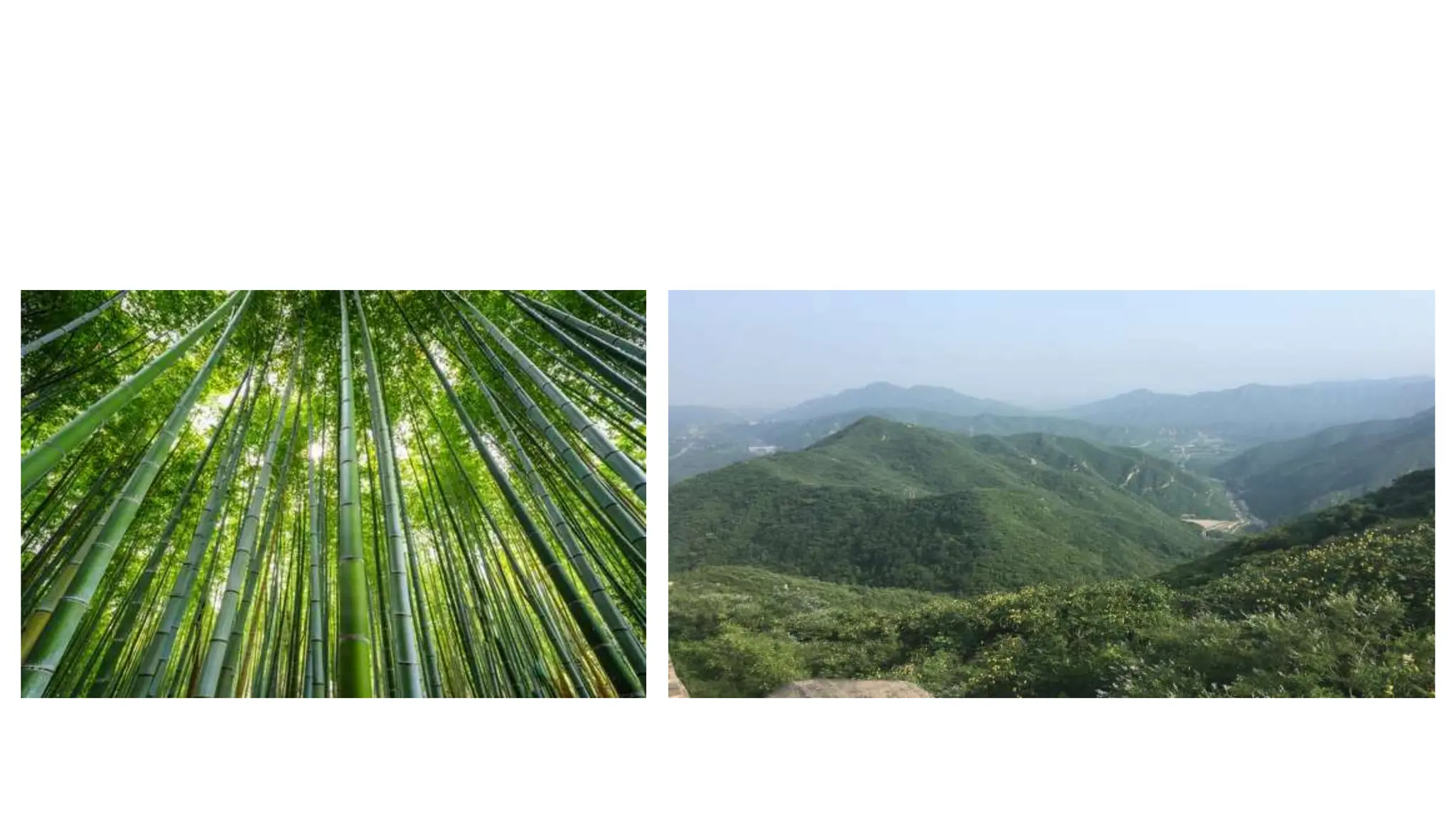 Oso Panda information everything that you need know | PPT