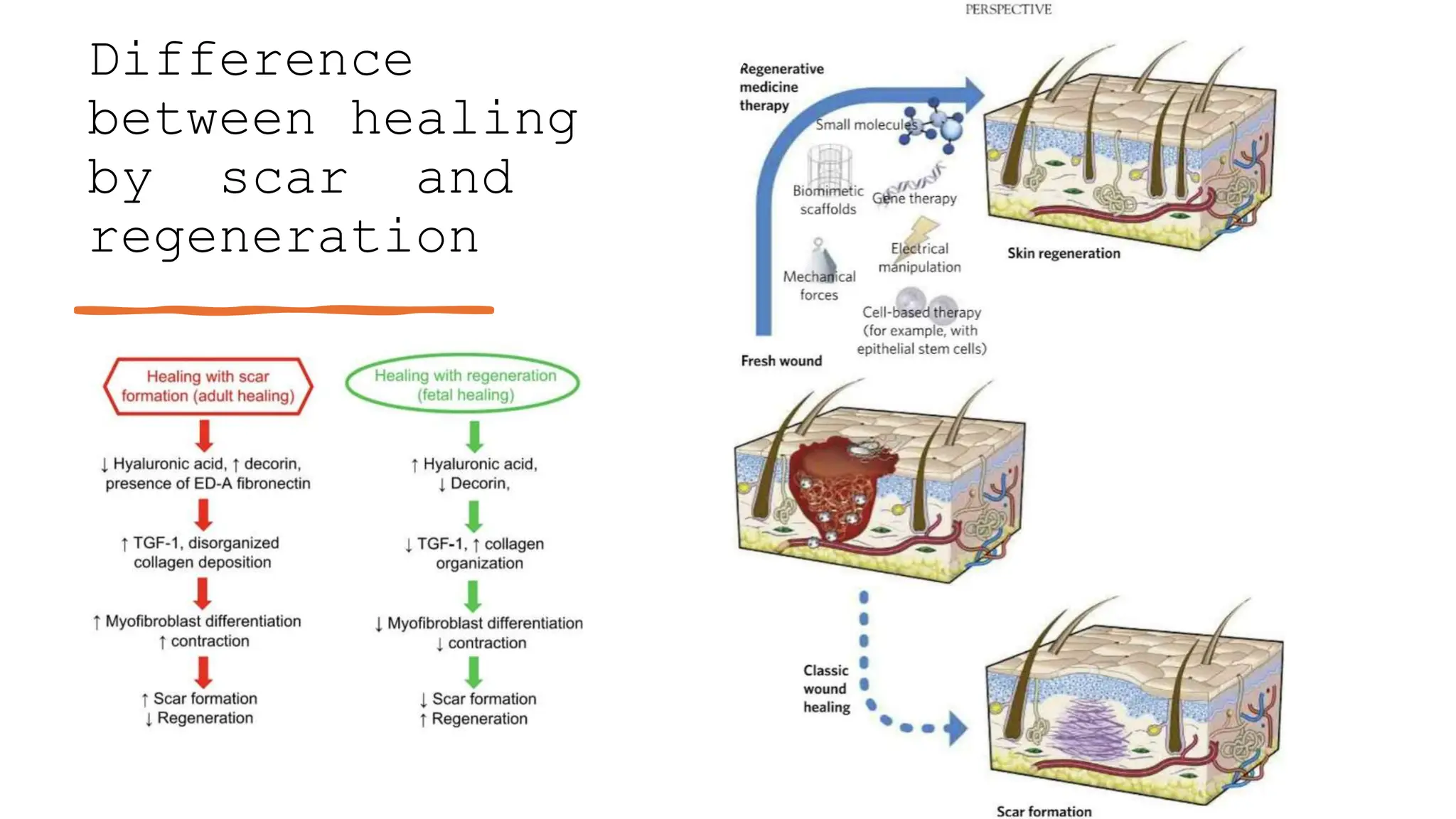 Therapeutic application of PRP in Regenerative medicine | PPTX
