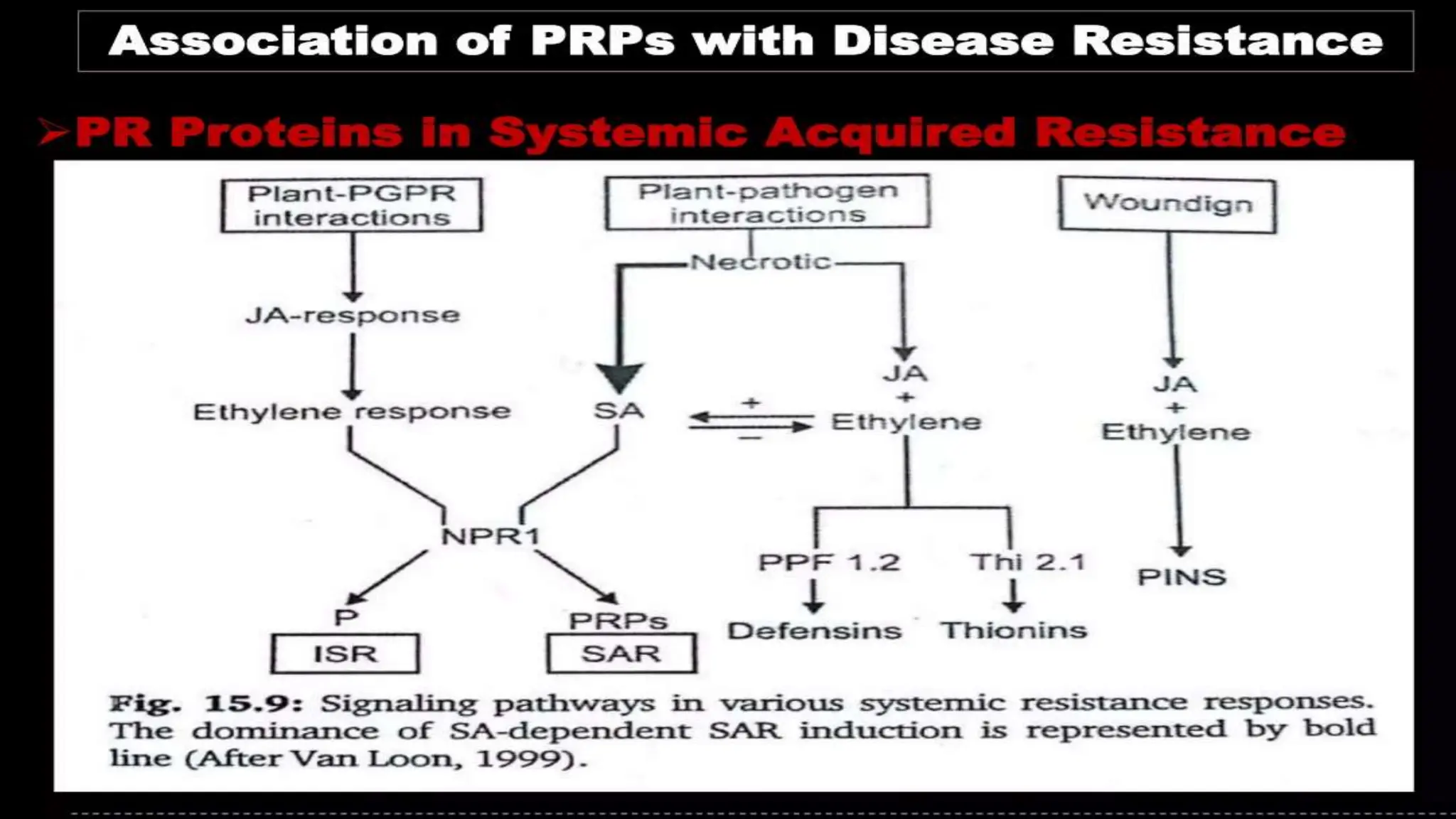 PR proteins in plant disease resistance.pptx