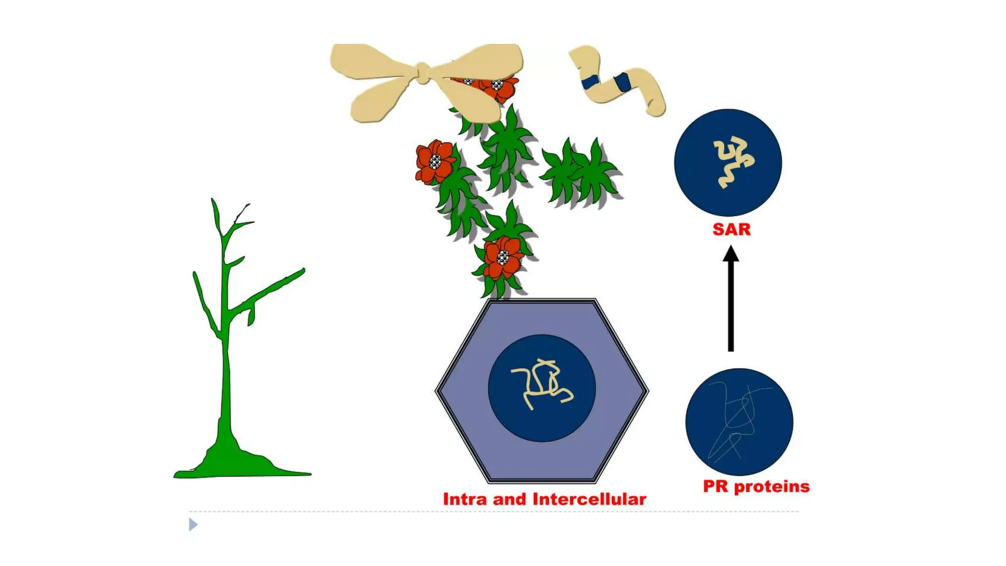 PR proteins in plant disease resistance.pptx