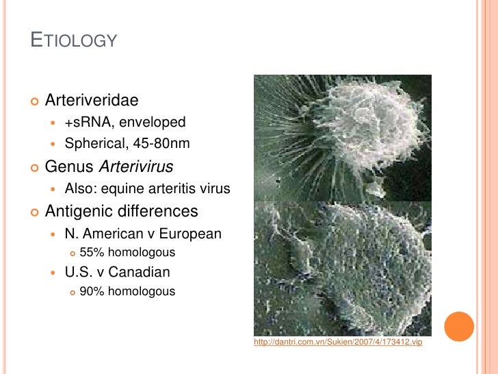 Porcine Reproductive and Respiratory Syndrome Virus Porcine Reproductive and Respiratory Syndrome Virus