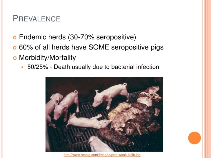 Porcine Reproductive and Respiratory Syndrome Virus Porcine Reproductive and Respiratory Syndrome Virus
