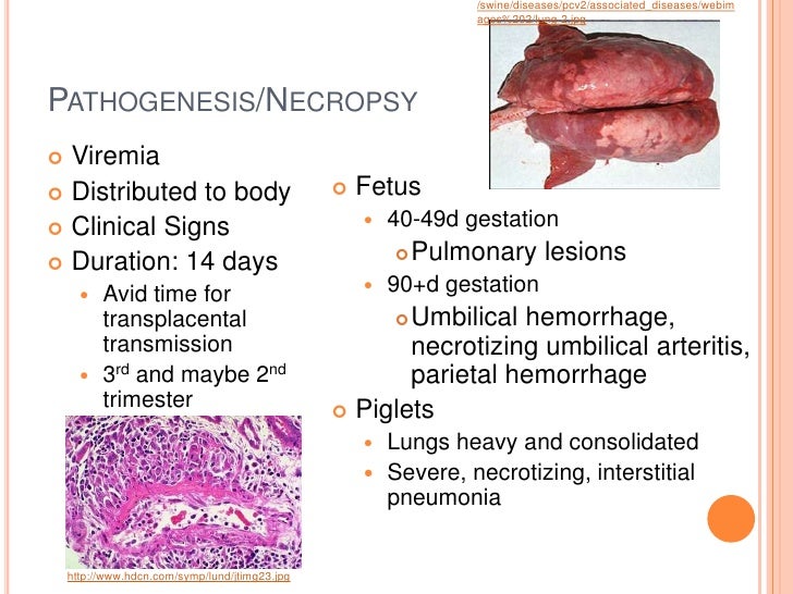 Porcine Reproductive and Respiratory Syndrome Virus Porcine Reproductive and Respiratory Syndrome Virus