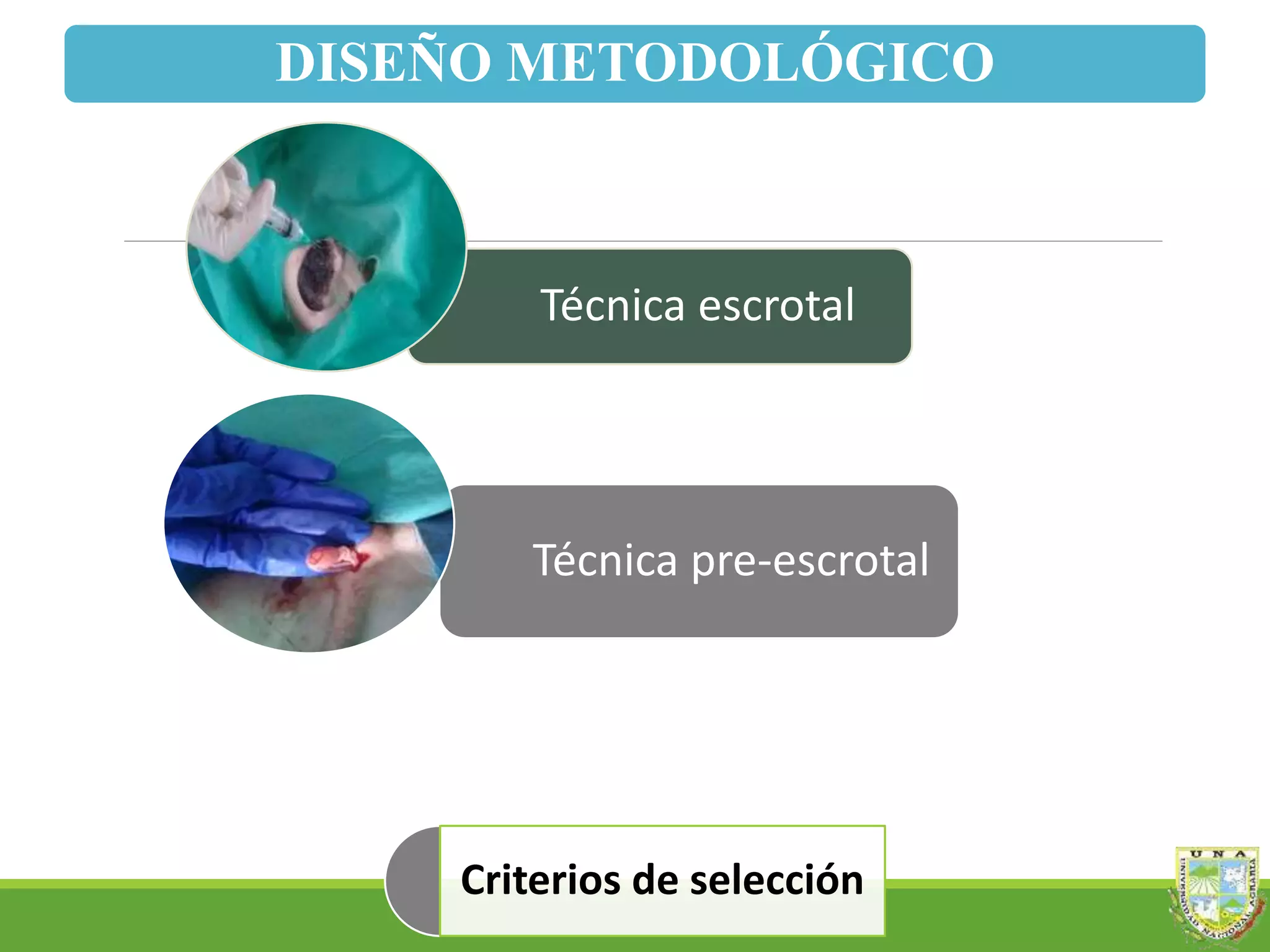 Evaluación de dos técnicas de Orquiectomía (Escrotal vs. Pre-Escrotal ...