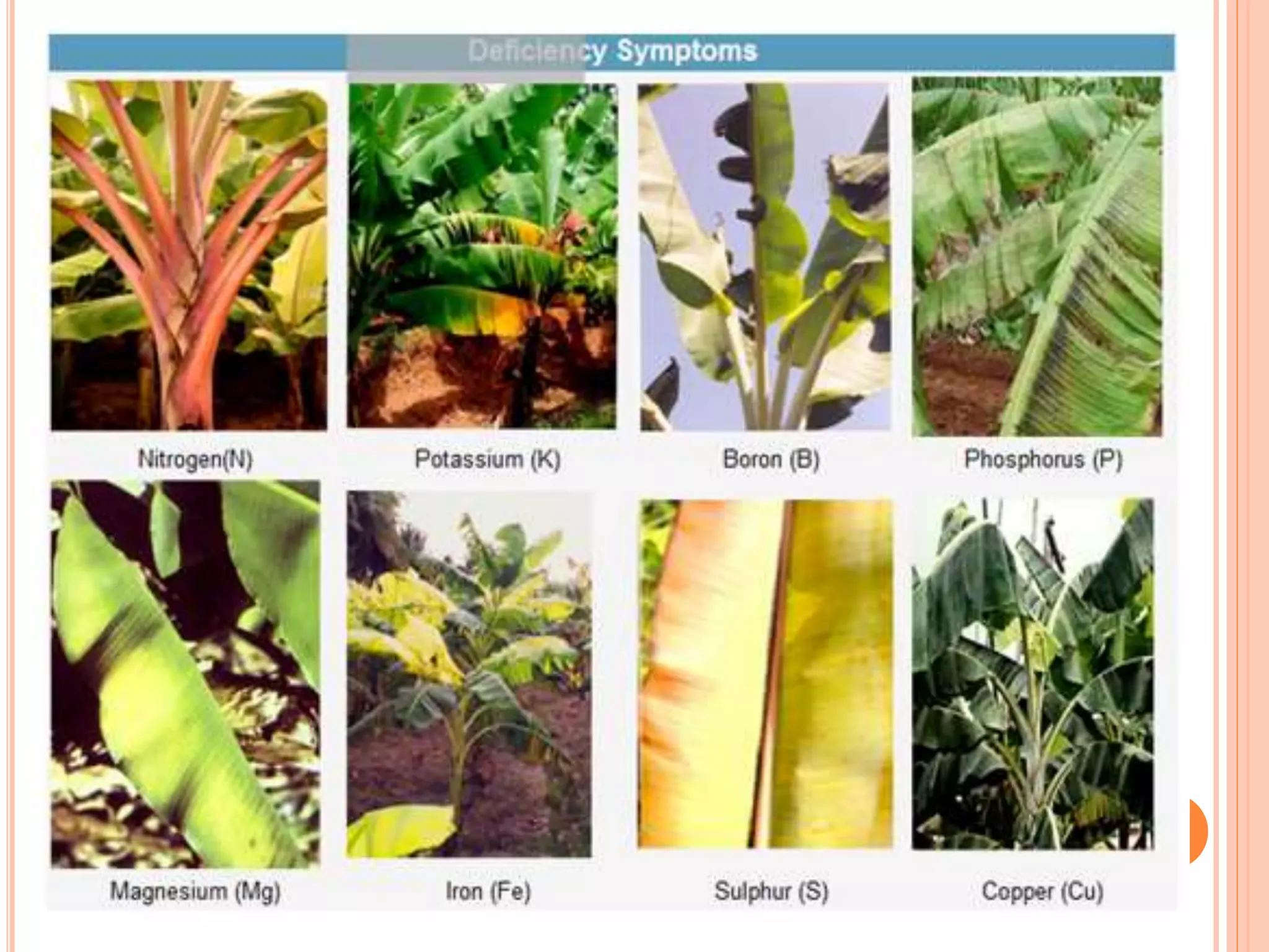 PENGARUH UNSUR FE (BESI) TERHADAP PERTUMBUHAN DAN PRODUKSI TANAMAN | PPTX