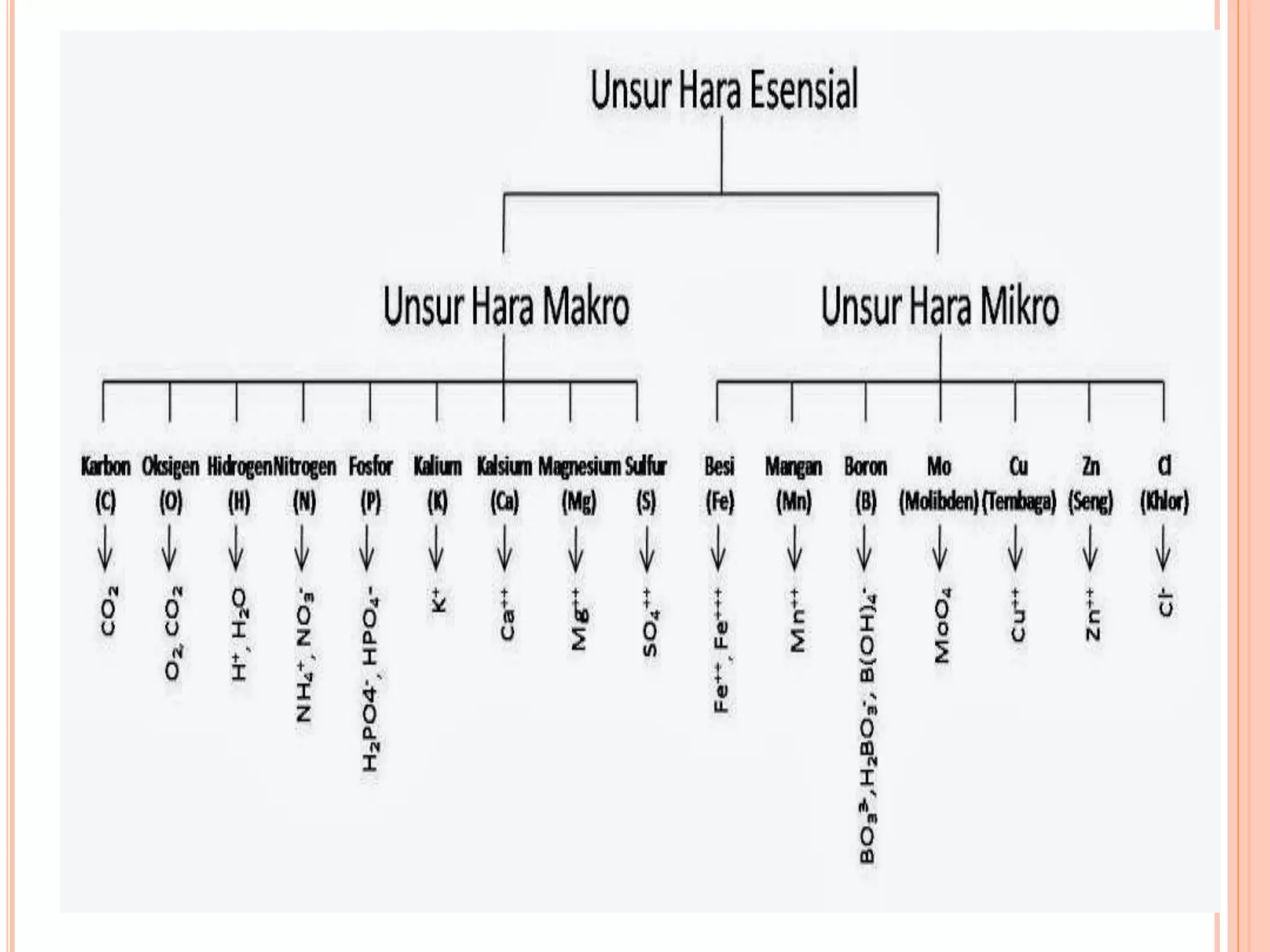 PENGARUH UNSUR FE (BESI) TERHADAP PERTUMBUHAN DAN PRODUKSI TANAMAN | PPTX