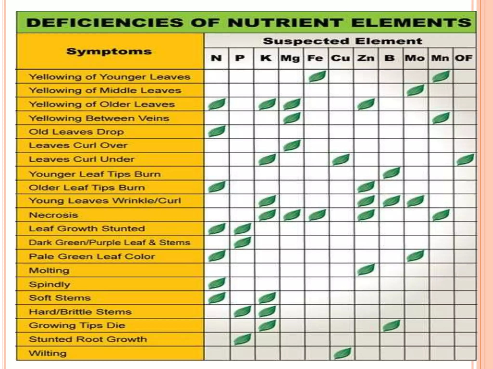 PENGARUH UNSUR FE (BESI) TERHADAP PERTUMBUHAN DAN PRODUKSI TANAMAN | PPTX