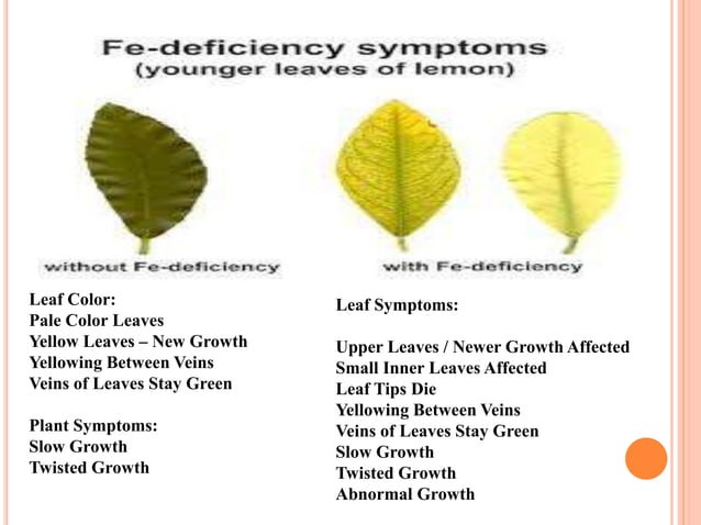 PENGARUH UNSUR FE (BESI) TERHADAP PERTUMBUHAN DAN PRODUKSI TANAMAN | PPTX
