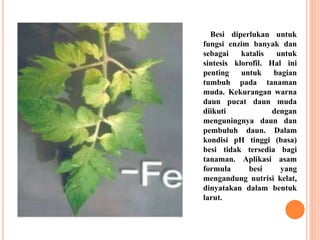 PENGARUH UNSUR FE (BESI) TERHADAP PERTUMBUHAN DAN PRODUKSI TANAMAN | PPTX