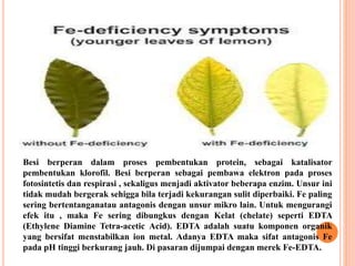 PENGARUH UNSUR FE (BESI) TERHADAP PERTUMBUHAN DAN PRODUKSI TANAMAN | PPTX