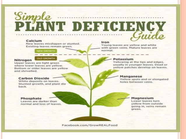 PENGARUH UNSUR FE (BESI) TERHADAP PERTUMBUHAN DAN PRODUKSI TANAMAN | PPTX