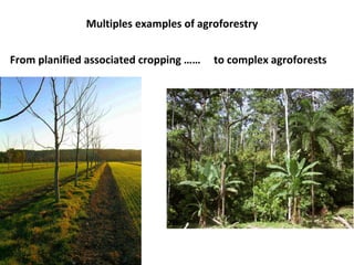 Cultivating biodiversity to transform African agriculture | PPT