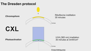 ESVO_SFEROV_Corneal-cross-linking_technique_and_veterinary applications ...
