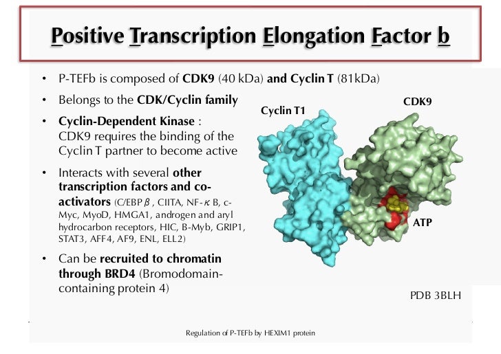 Elongation Factor