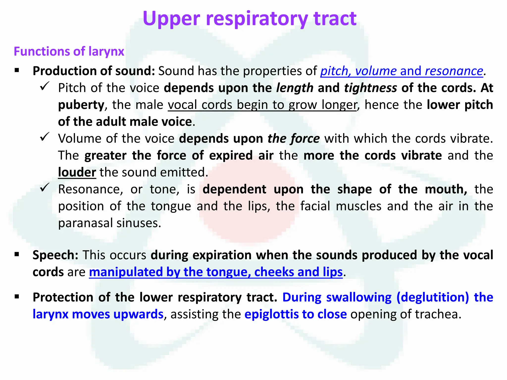 Anatomy, Physiology and pathophysiology of Respiratory system Basic.pptx