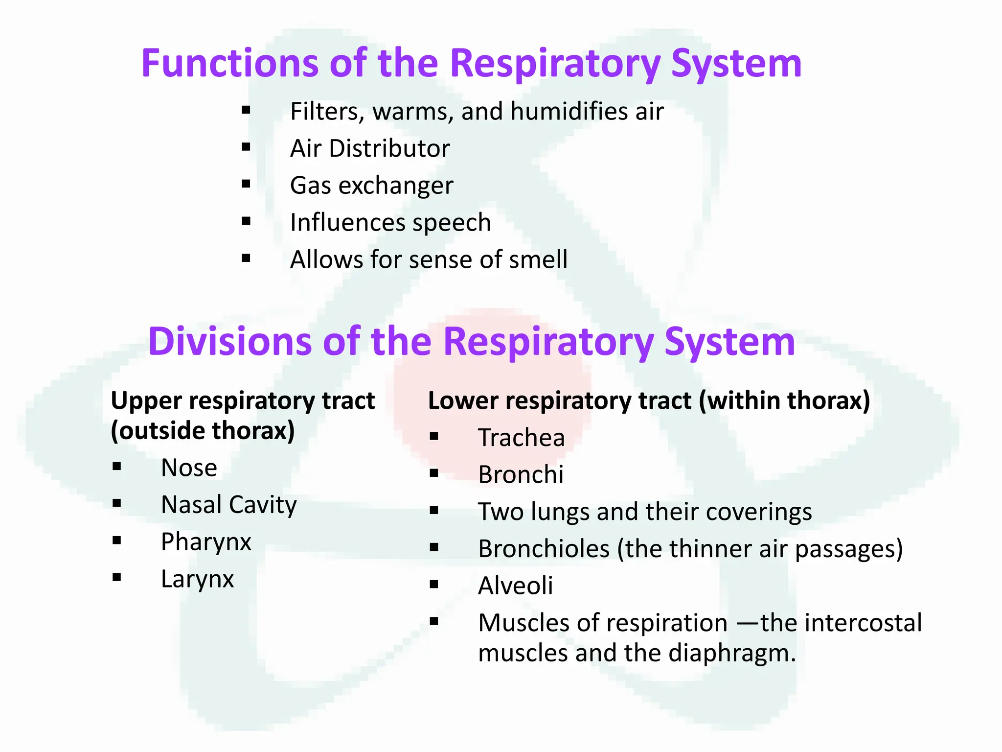 Anatomy, Physiology and pathophysiology of Respiratory system Basic.pptx