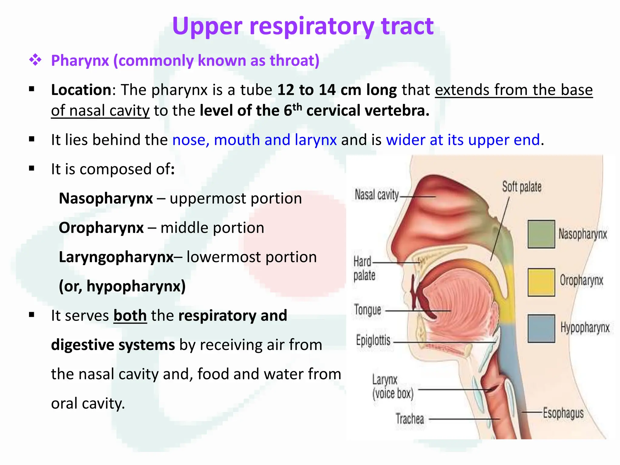 Anatomy, Physiology and pathophysiology of Respiratory system Basic.pptx