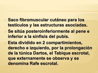 Próstata y Escroto | PPTX