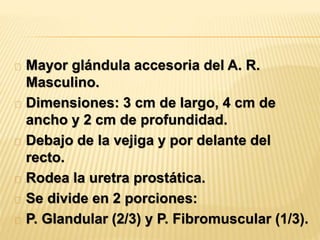 Próstata y Escroto | PPTX
