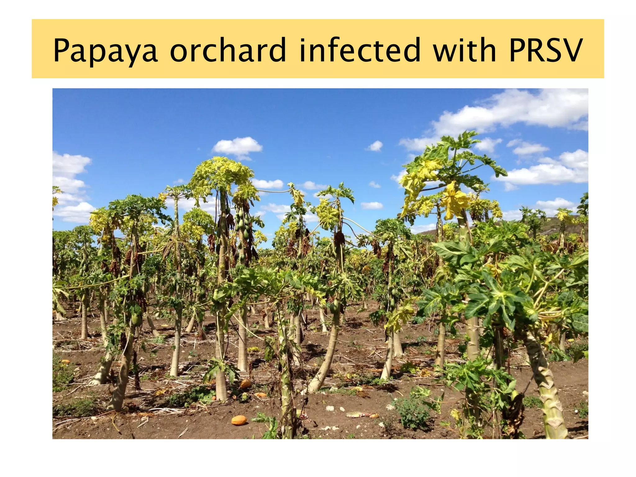 Papaya ring spot virus | PPT