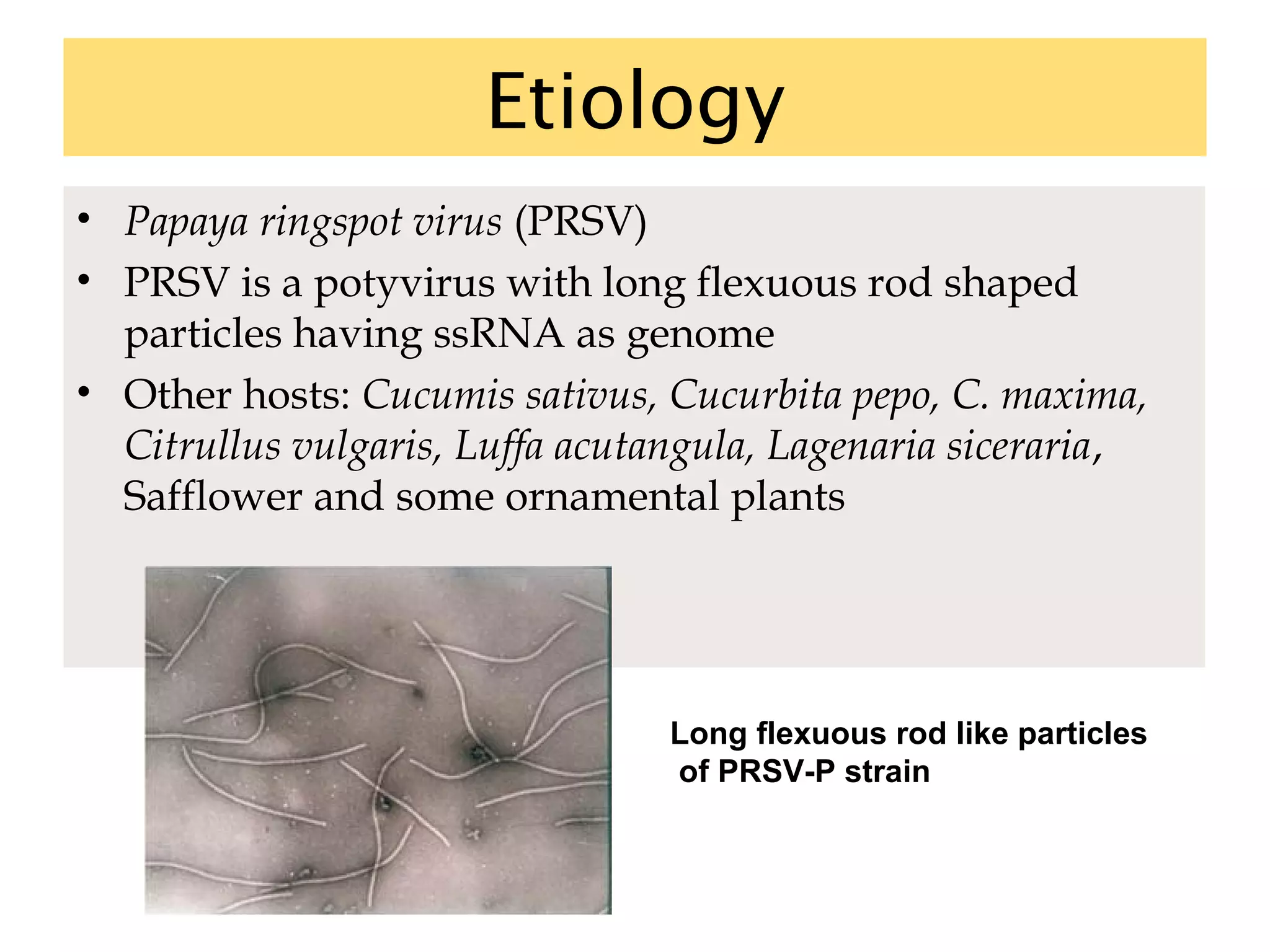 Papaya ring spot virus | PPT