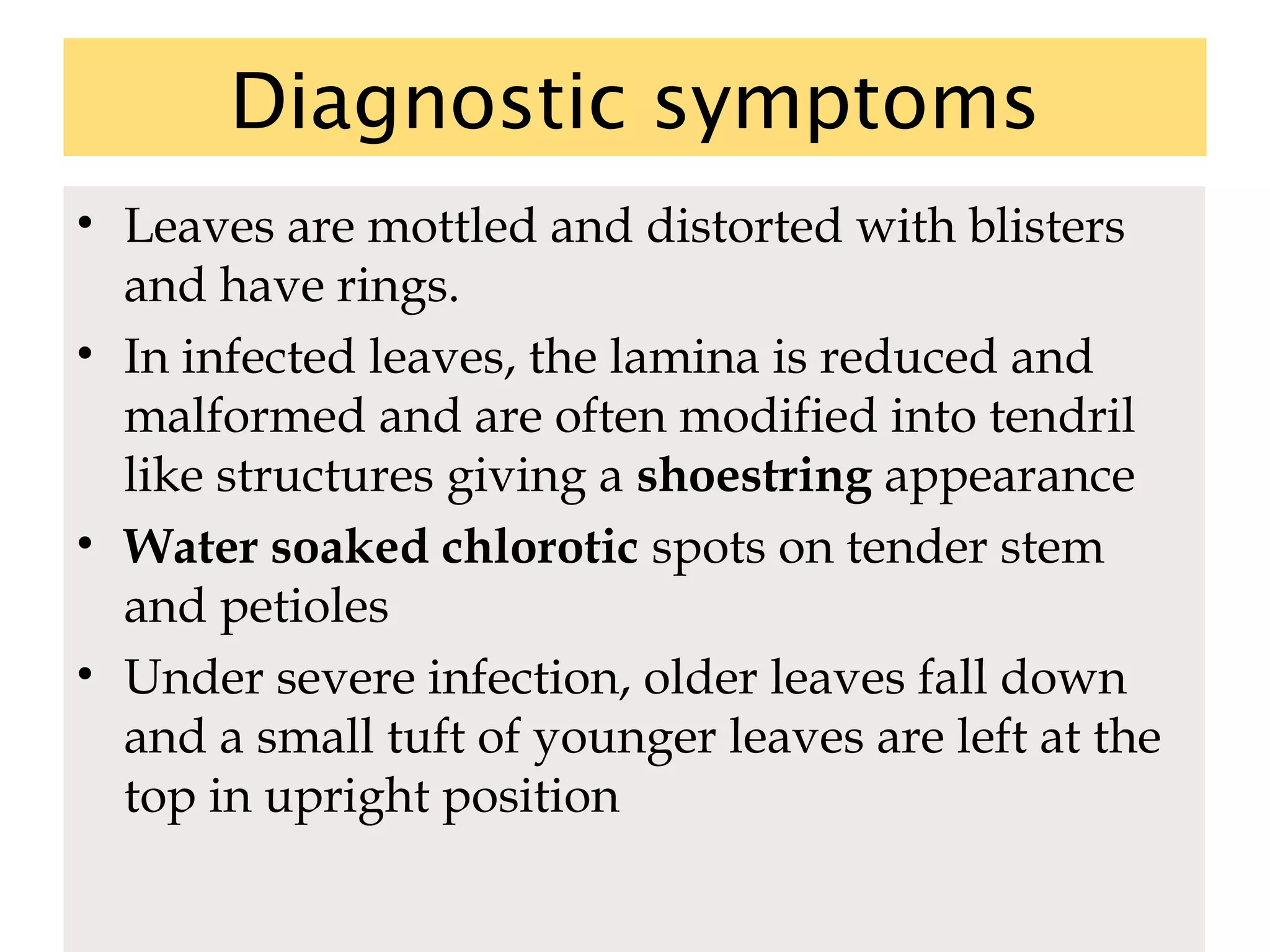 Papaya ring spot virus | PPT
