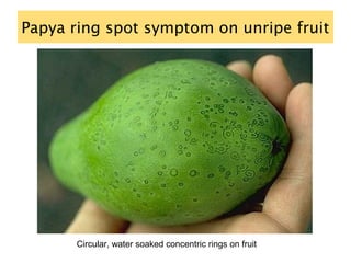 Papaya ring spot virus | PPT