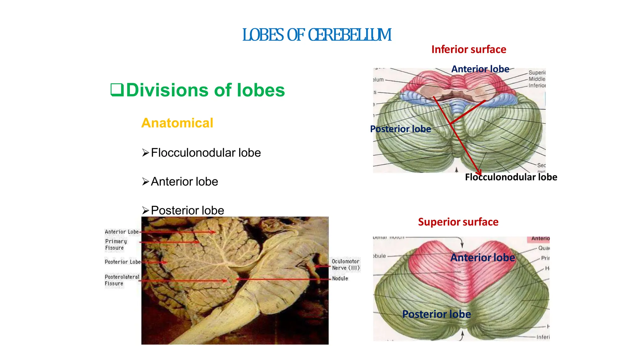 Presentasi anatomi batang otak dan cerebelum | PPTX