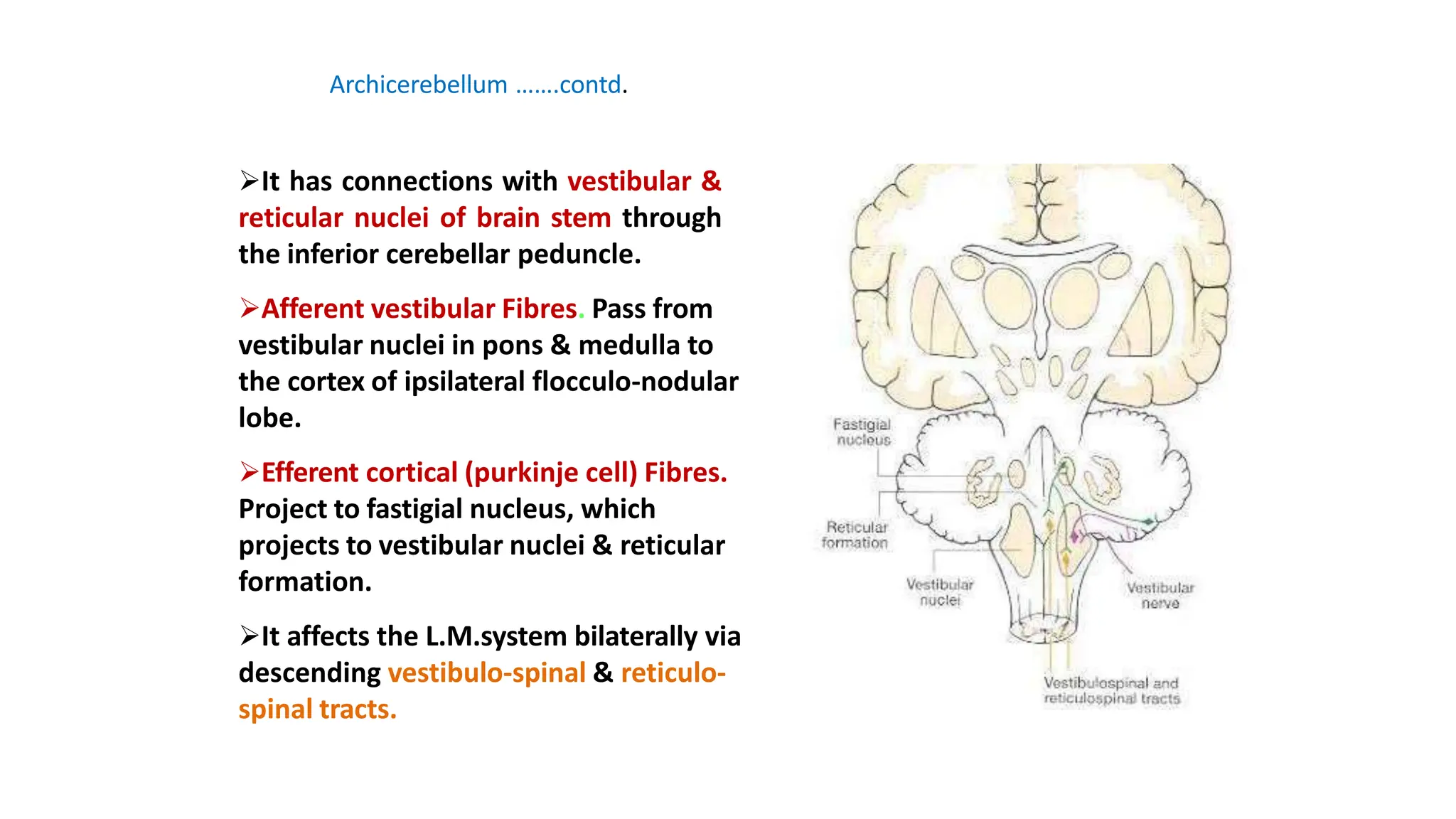 Presentasi anatomi batang otak dan cerebelum | PPTX