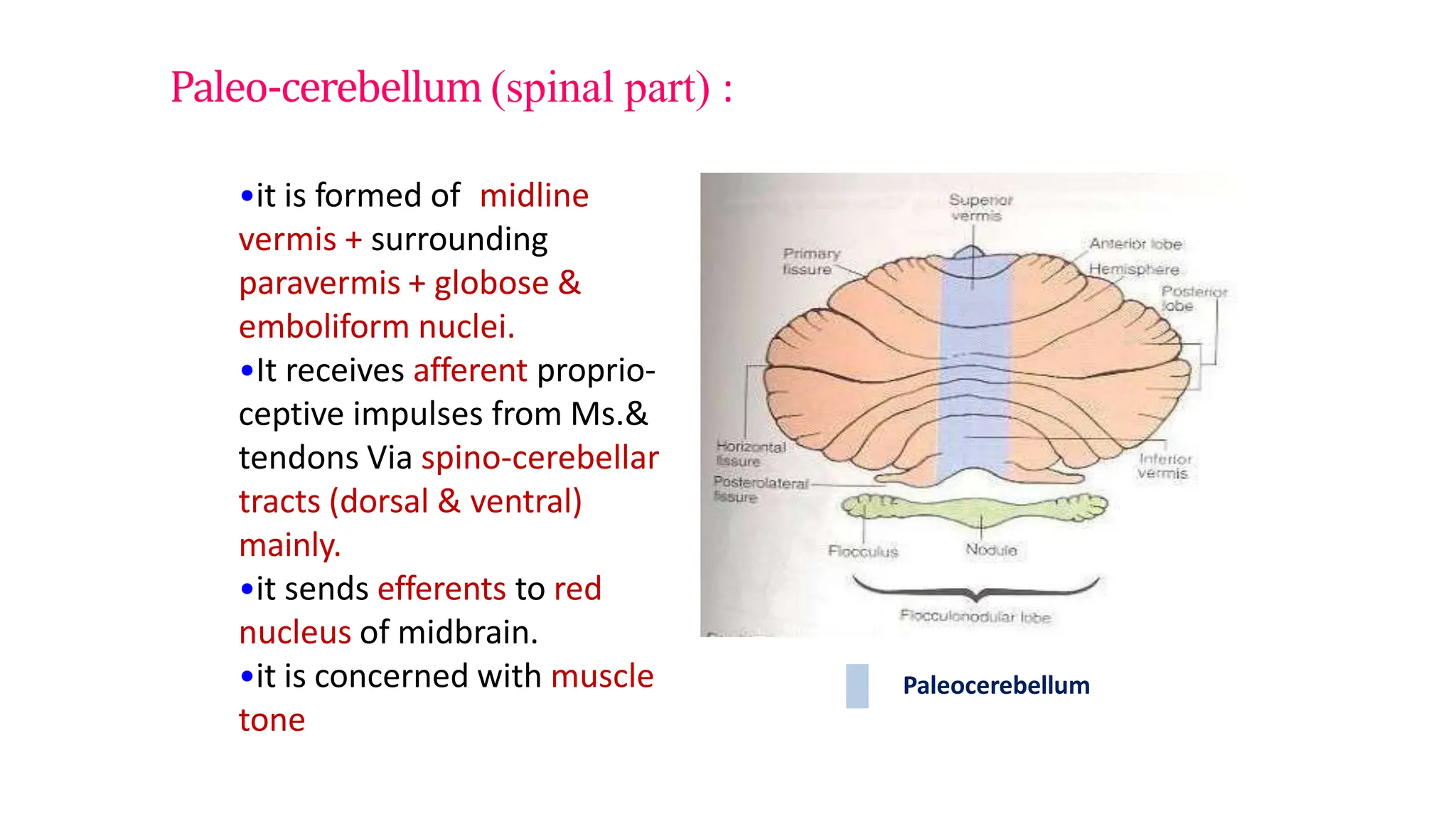 Presentasi anatomi batang otak dan cerebelum | PPTX