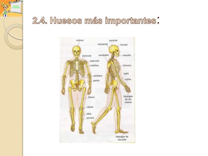 Conociendo El Sistema Locomotor Humano