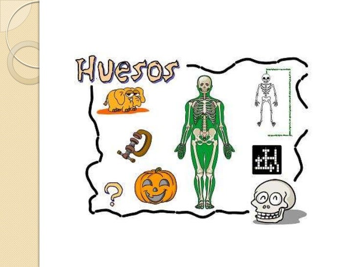 La Fucin De Relacin Aparato Locomotor Pictoeduca Aparato LA FUCIÓN DE