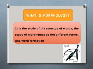morphology | PPT