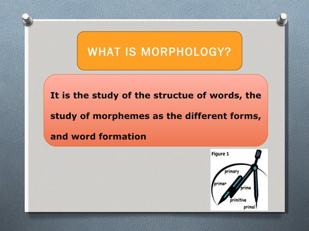 morphology | PPT