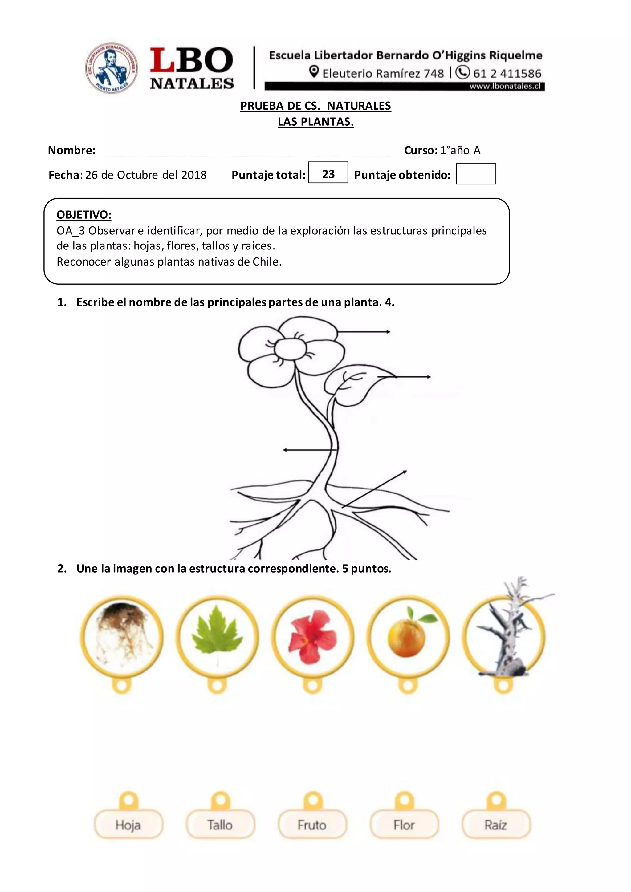 Prueba de cs. naturales. las plantas. | DOCX