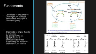 Prueba de la catalasa | PPTX