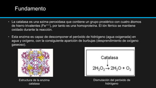 Prueba de la catalasa | PPTX